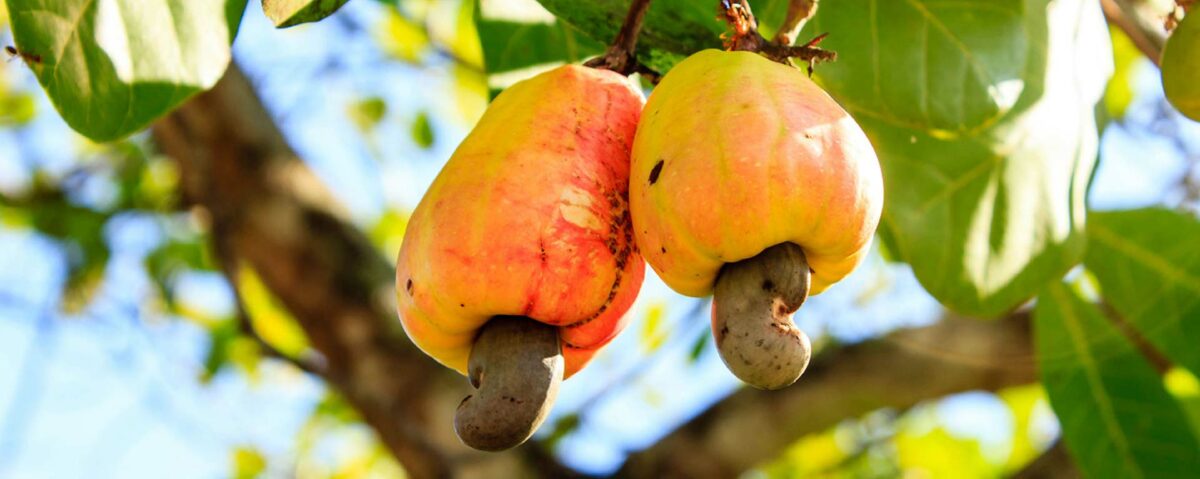 What Is A Cashew Tree? How To Grow & Care Cashew Trees?