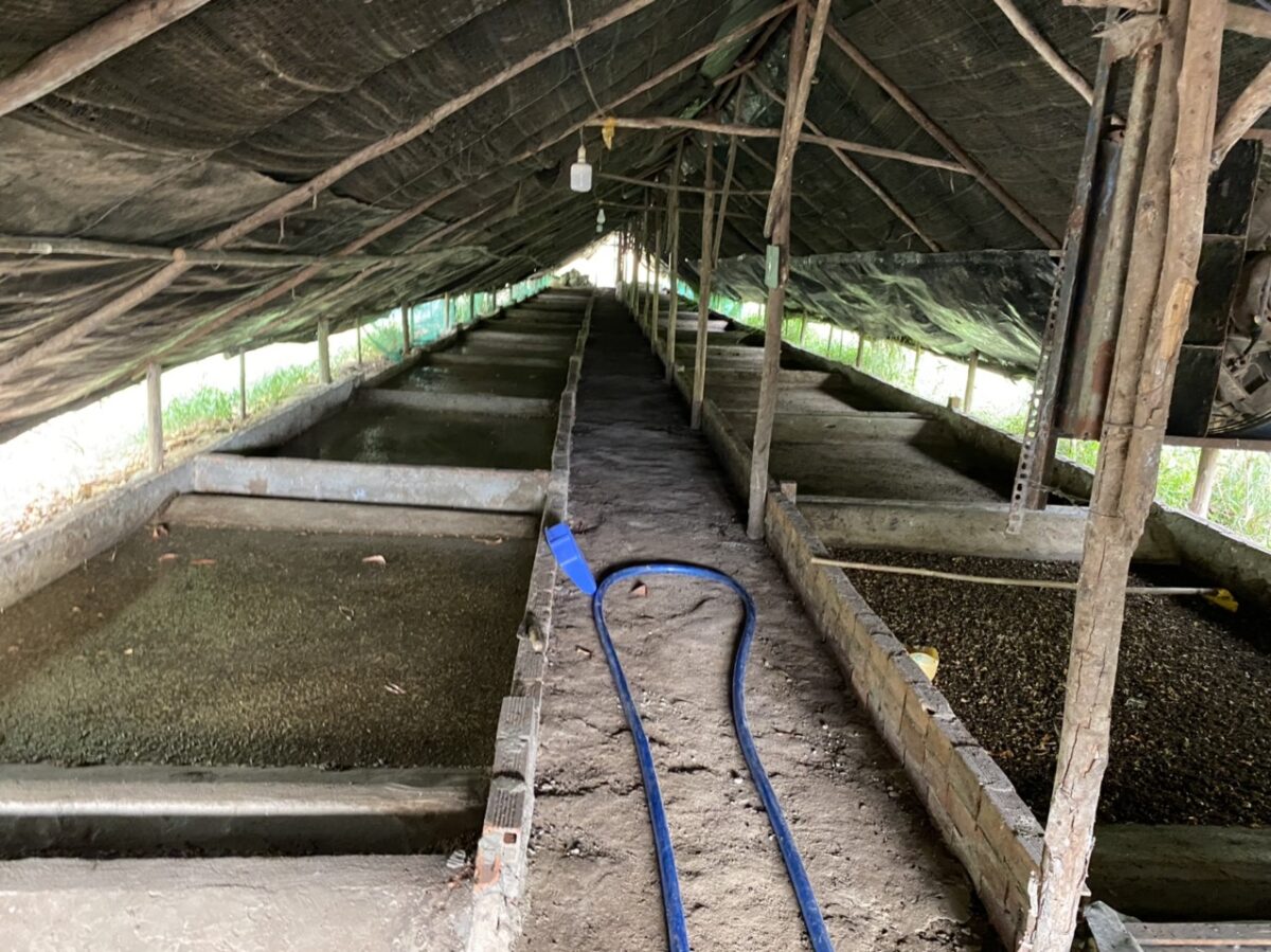 How Many Grams Of BSF Larvae After Growing | Kimmy Farm